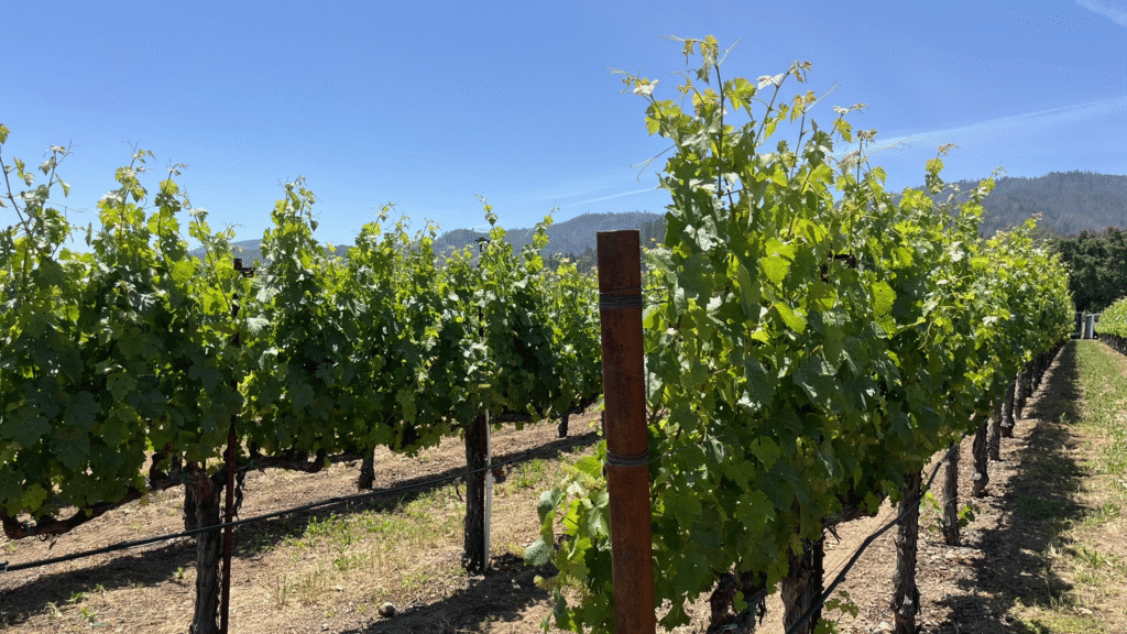 Napa Valley Jazz Band | Napa Valley Band | Band in Napa Valley Events ...